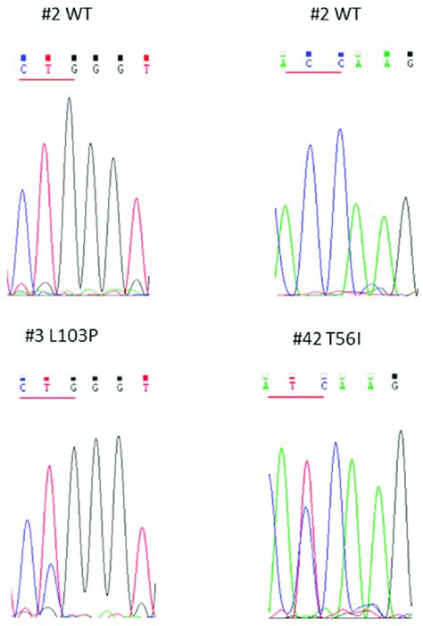 Representative Electropherograms Of Idh1 Wt A R132g B And R132l
