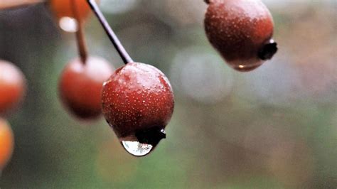 Ornamental Pear Photograph By Jerry Connally Fine Art America