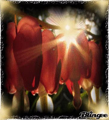 Bleeding Heart 