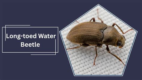 17 Types Of Water Beetle Identification Habitat Behaviors Diet