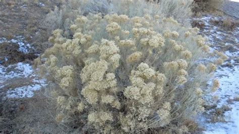 What Is Chamisa At Sam Meyer Blog