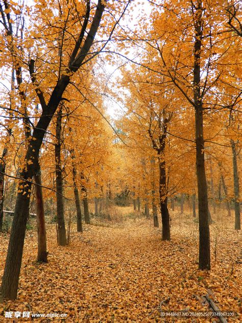 银杏林摄影图 自然风景 自然景观 摄影图库 昵图网