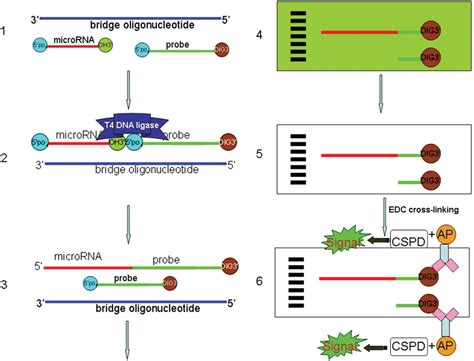 Simple And Nonradioactive Detection Of Micrornas Using Digoxigenin Dig Labeled Probes With