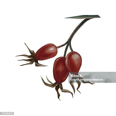 로즈힙 과일 손으로 그린 수채화 일러스트 가을 과일의 컬러 이미지입니다 고립 라벨 패키지 인쇄물 스티커 포스터 및 배너 엽서 및 포장용 0명에 대한 스톡 벡터 아트 및 기타