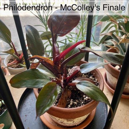 The Complete Mccolleys Finale Plant Care Guide Water Light And Beyond