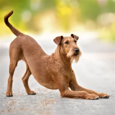 Unlocking The Secrets Of Dog Stretching Enhance Your Pets Range Of