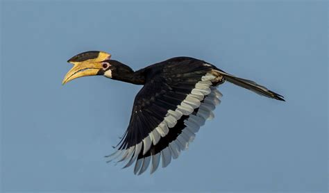 Sulu Hornbill Facts Distribution And Population Biodb