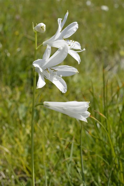 Paradisea Liliastrum L Bertol