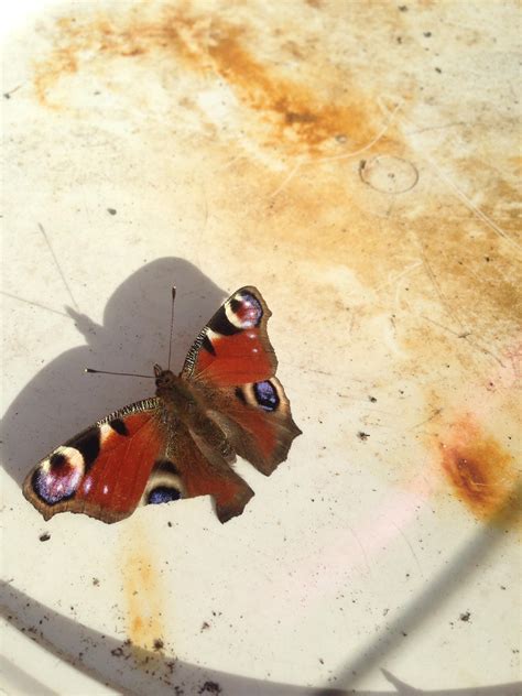 Peacock Butterfly With A Section Of Its Wing Missing Rbutterflies