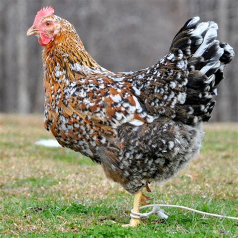 Swedish Flower Hen Day Old Chicks Chicken Breeds Swedish Flower Hen