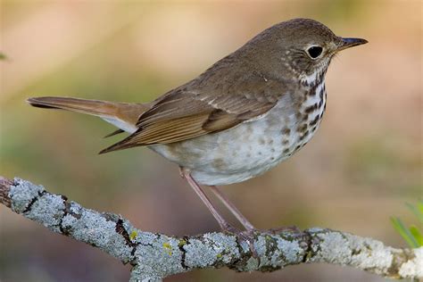 Hermit Thrush Range
