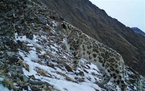 四川稻城发现雪豹和金钱豹，两大猛兽同时出现宠界新闻