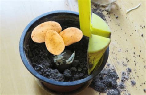 ფლორისტმა გამიმხილა რატომ მარხავს კარტოფილს ყვავილის ქოთანში