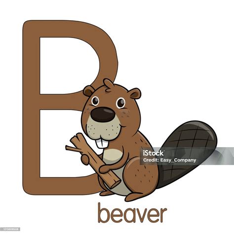 흰색 배경에 고립 된 비버 웃는 얼굴의 벡터 그림입니다 교재로 사용하기 위해 대문자 B와 함께 아이들이 영어 알파벳을 알 수 있습니다 알파벳 B에 대한 스톡 벡터 아트 및