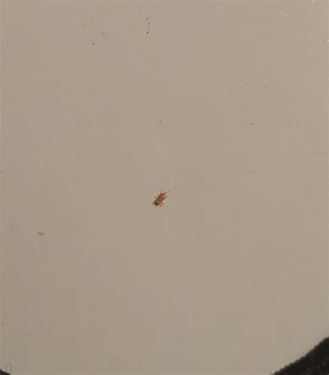 Bed Bug Nymph R Bedbugs