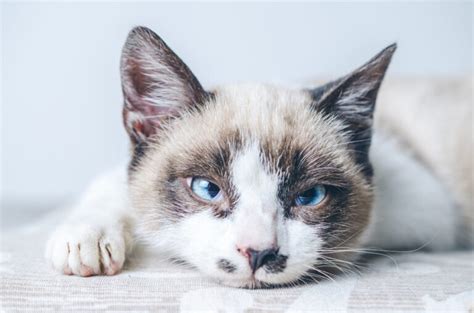 Why Does My Cat Keep Throwing Up After Eating When To Worry