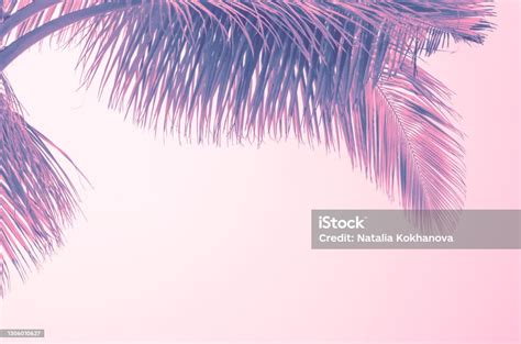 라일락 야자수는 분홍색 배경에 남습니다 텍스트 템플릿 엽서를 위한 배치 관광 및 스파 컨셉 0명에 대한 스톡 사진 및 기타 이미지 Istock