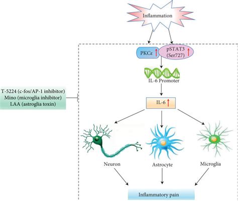Interaction Between Pkcε And Stat3ser727 In Nociceptive Regulation Download Scientific Diagram