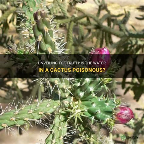 Is Cactus Water Safe To Drink Or Poisonous Shuncy