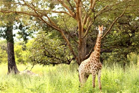 Experiencing The Wildlife Of Senegal And The Gambia