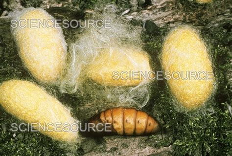 Silk Moth Cocoon Silkworm Moths Mating On Silk Cocoon Close Up
