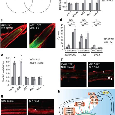 The Xylem Specific Gene Regulatory Network Is Responsive To High