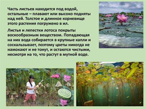 Лотос Растения Красной книги презентация онлайн
