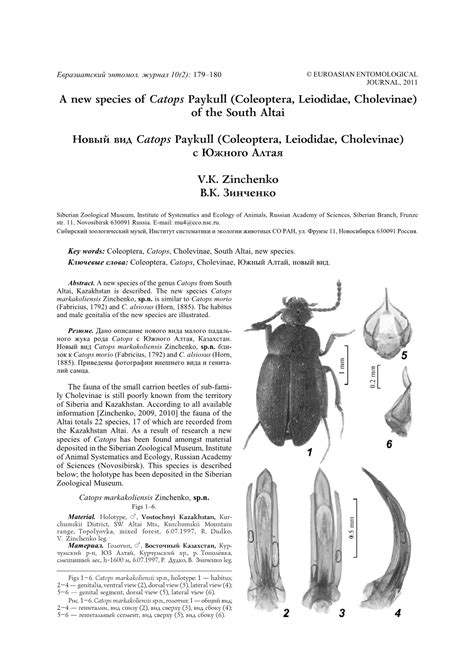 A New Species Of Catops Paykull Coleoptera Leiodidae Cholevinae Of