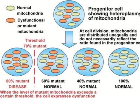 The Redox Rx How To Improve Your Redox Potential Dr Jack Kruse