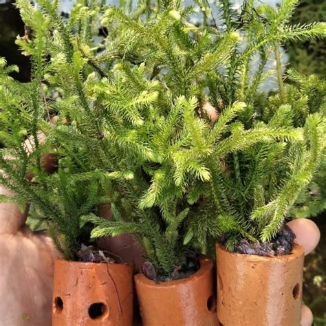 Jual Batang Keras Tanaman Aquascape Shopee Indonesia