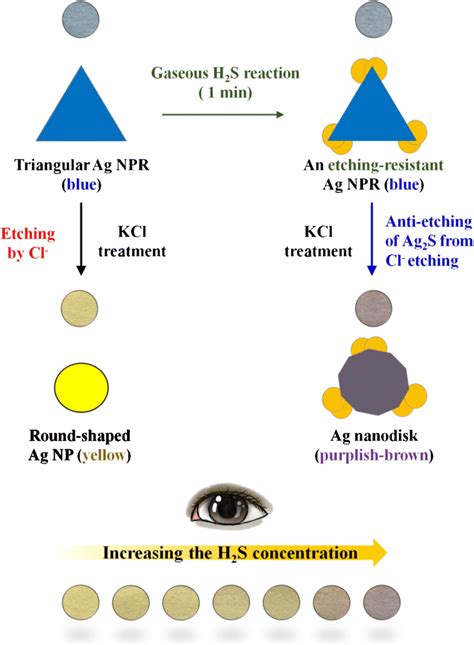 Schematic Of The Paper Based Colorimetric Detection Of Hydrogen Sulfide Download Scientific