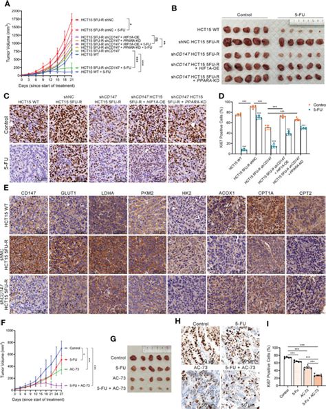 Cd147 Mediates 5 Fluorouracil Resistance In Colorectal Cancer By