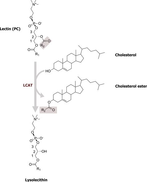 Lipoprotein Metabolism And Cholesterol Synthesis Cell Biology