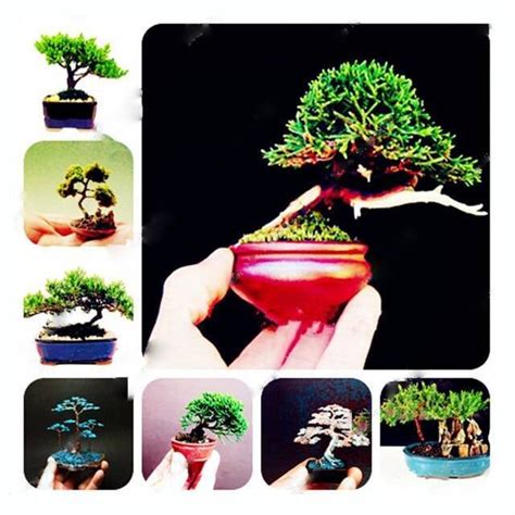 100 Juniper Tree Seeds Japanese Mixed Colors Free Shipping