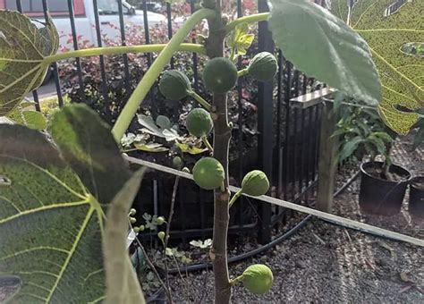 Growing Fig Trees In Florida Fl Gardening
