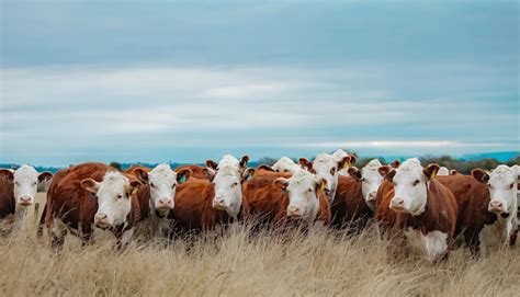 Gira Técnica De La Raza Hereford Recorre El Mercosur Agro Bonaerense