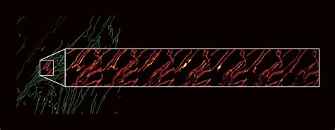 Ax Ax R With Nsparc Ax Ax R With Nsparc Confocal And