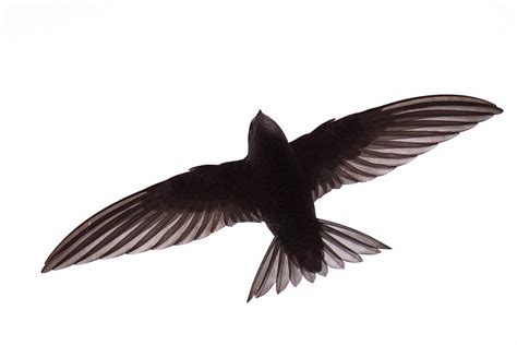 An Unnecessarily Drawn Out Analysis Of Bird Flight For Animation