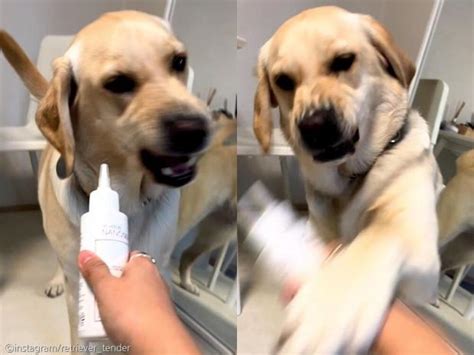 귀청소액 들이대자 드러난 천사견 리트리버의 실체