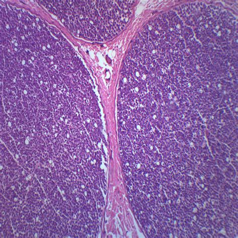 10pk Peripheral Nerve Cross Section Prepared Microscope Slides