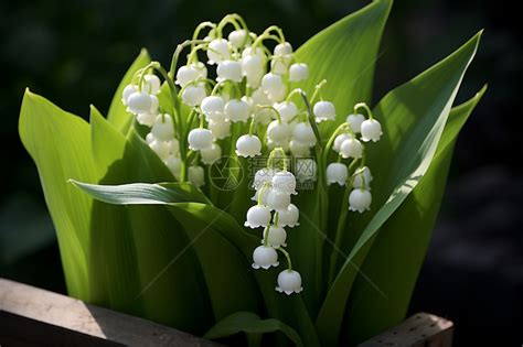 自然生长的铃兰花高清图片下载 正版图片600415134 摄图网