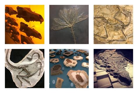 10 Examples Of Specimens Across Biology Geology And Culture