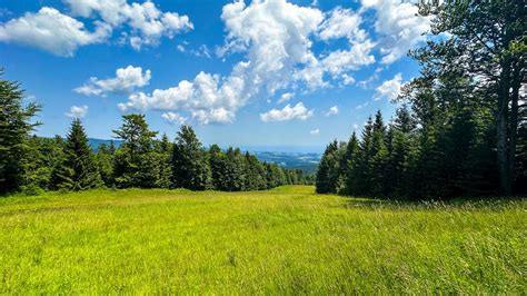 Wallpaper Grass Field Trees Sky Nature Hd Picture Image