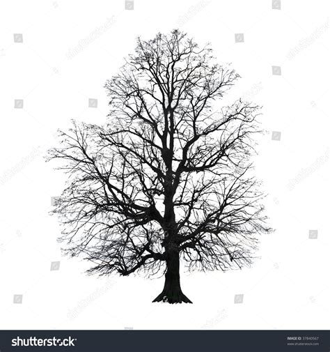 Nude Tree Isolated On White Background库存照片 Shutterstock