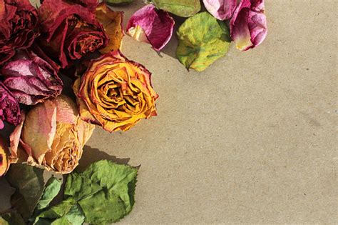 장미 꽃잎 햇빛과 그림자흰색 종이 배경에 잎의 건조 싹을 배치의 프레임 휴일 인사말 카드의 플랫 누워 축제 꽃 Сoncept 공간을 복사합니다 가을에 대한 스톡 사진 및