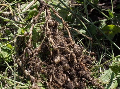 Plant Parasitic Nematodes Species Diagnosis And Control Wikifarmer