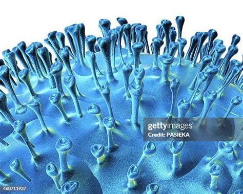 Influenza Virus Life Cycle Animation