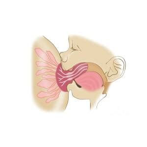 Breastfeeding Anatomy By Science Photo Library