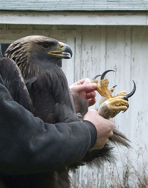 The Claw Of A Juvenile Crowned Eagle Rpics