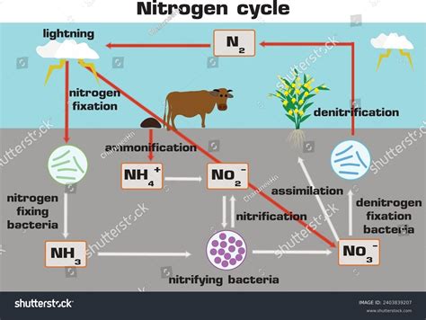 Nitrogen Cycle Biogeochemical Process Which Transforms Stock Vector